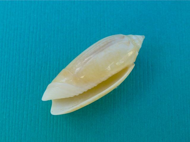 A Golden Day Boating Around Marco | I Love Shelling