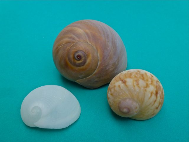 Weekend in Paradise | I Love Shelling