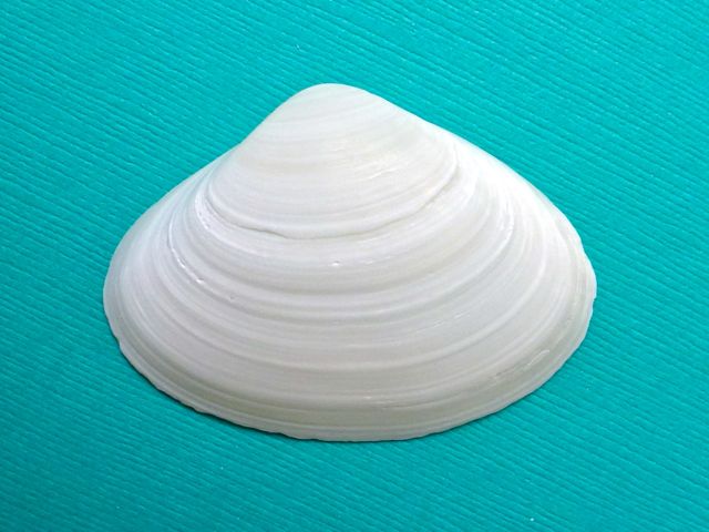 Weekend in Paradise | I Love Shelling