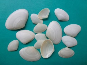 Weekend in Paradise | I Love Shelling