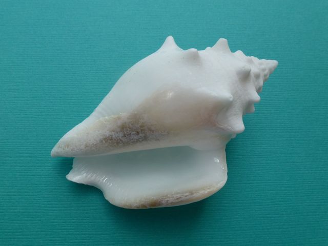 A Few Special Finds | I Love Shelling