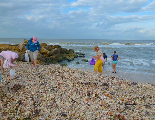 When The Seashells Come Rolling In | I Love Shelling