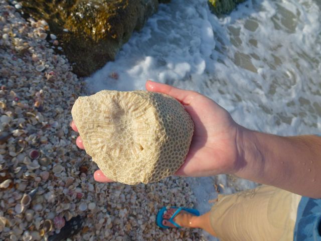 When The Seashells Come Rolling In | I Love Shelling