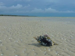 A Golden Day Boating Around Marco | I Love Shelling