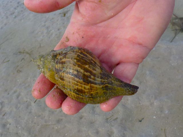 Weekend in Paradise | I Love Shelling