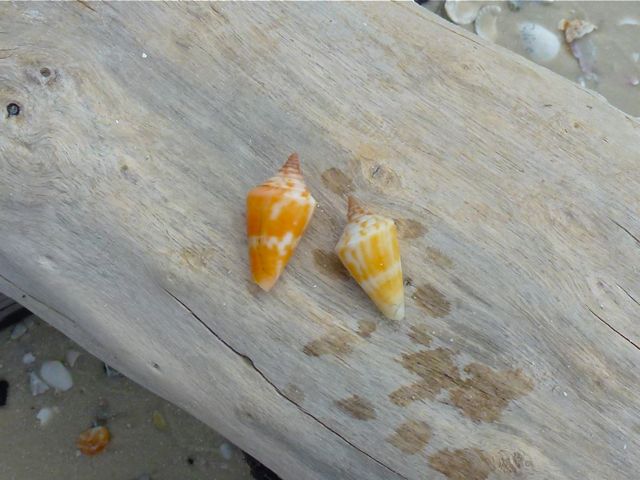 A Golden Day Boating Around Marco | I Love Shelling