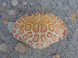 Leopard Crab | i Love Shelling