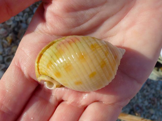 When The Seashells Come Rolling In | I Love Shelling