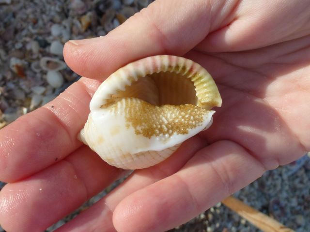 When The Seashells Come Rolling In | I Love Shelling