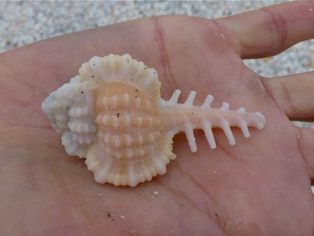 Gotten, The Cabrits Of Our Lives | I Love Shelling