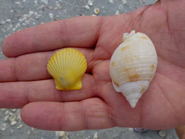 Gotten, The Cabrits Of Our Lives | I Love Shelling