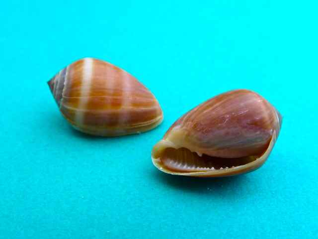 Bunches of Minis at Bunche Beach | I Love Shelling