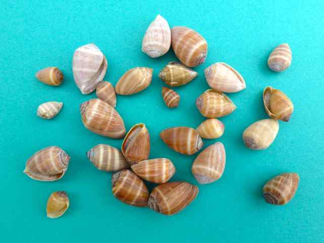 Bunches of Minis at Bunche Beach | I Love Shelling