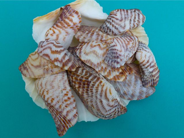 A Shelltastic Thanksgiving | I Love Shelling