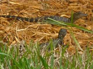 Ding Darling Baby Gators | I Love Shelling