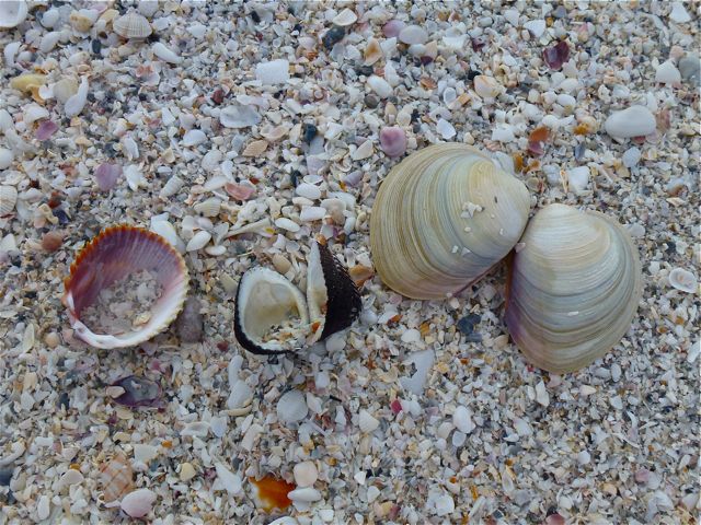 Cockles, Conchs and Quahogs | i Love Shelling