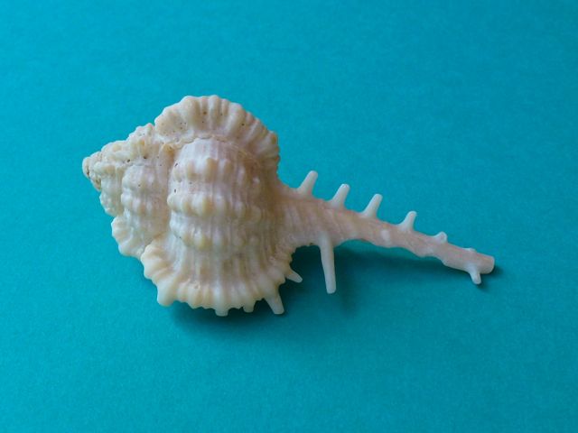 Gotten, The Cabrits Of Our Lives | I Love Shelling