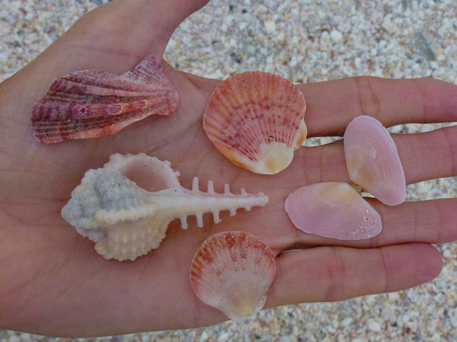 Gotten, The Cabrits Of Our Lives | I Love Shelling