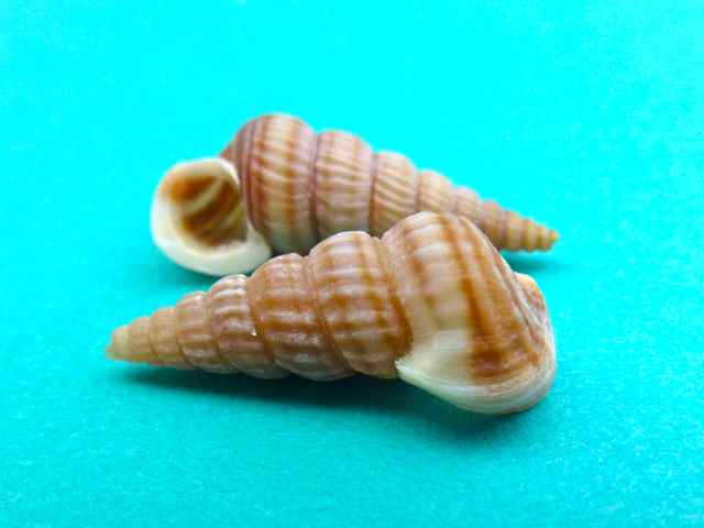 Ladder Horn | i Love Shelling