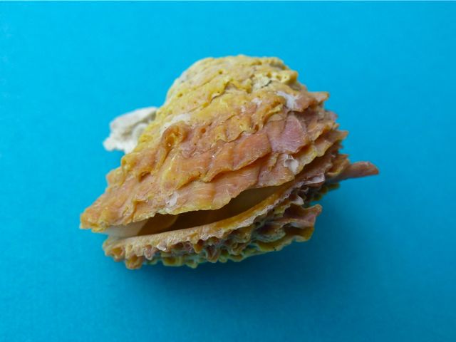 Leafy Jewel Box | i Love Shelling