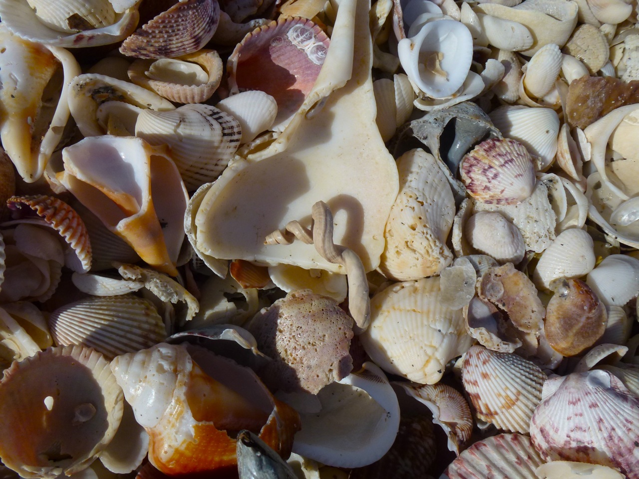 How To Make A Worm Shell Frame | I Love Shelling