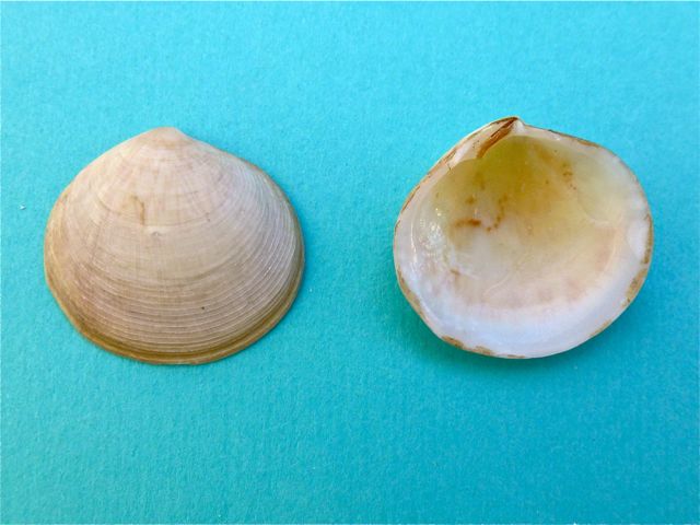 Sorting Seashells For The Holidays | I Love Shelling