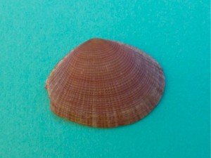 Sorting Seashells For The Holidays | I Love Shelling