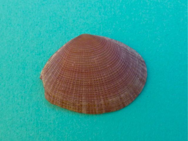 Sorting Seashells For The Holidays | I Love Shelling