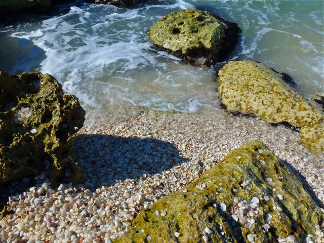 Captiva Rocks With Shells | I Love Shelling