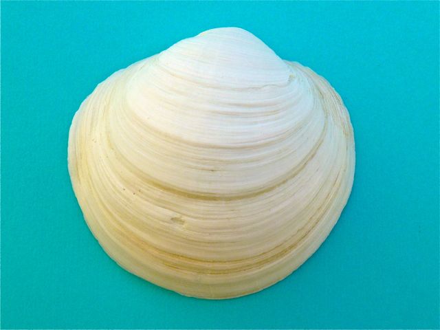 Chalky Buttercup Lucine | i Love Shelling