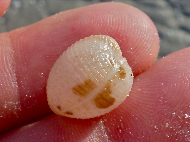 Sanibel Low Tide Golden Sky | I Love Shelling