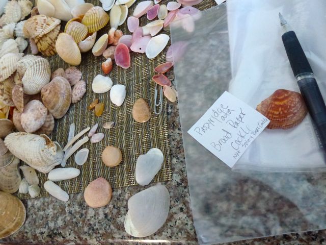 Sorting Seashells For The Holidays | I Love Shelling