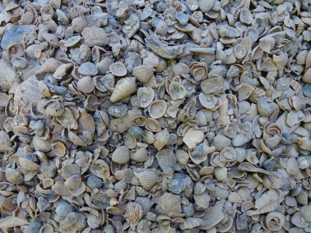 Shelling The Walkways | I Love Shelling