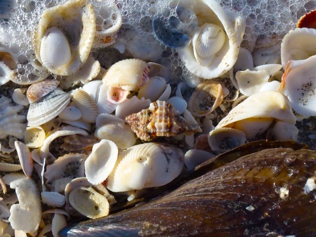 Beach Combing Beauties | I Love Shelling