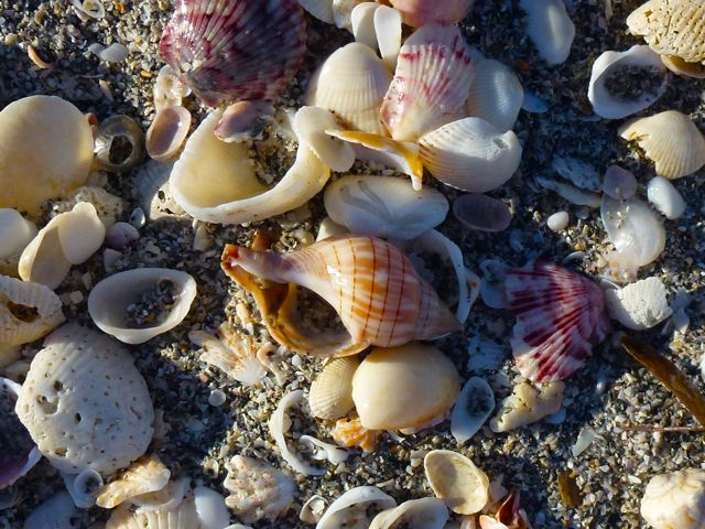 Beach Combing Beauties | I Love Shelling