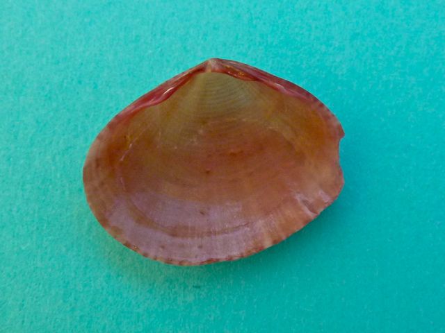 Sorting Seashells For The Holidays | I Love Shelling