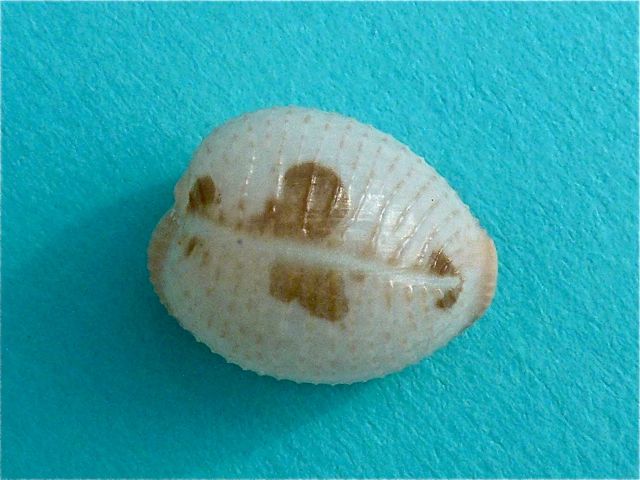 Sanibel Low Tide Golden Sky | I Love Shelling