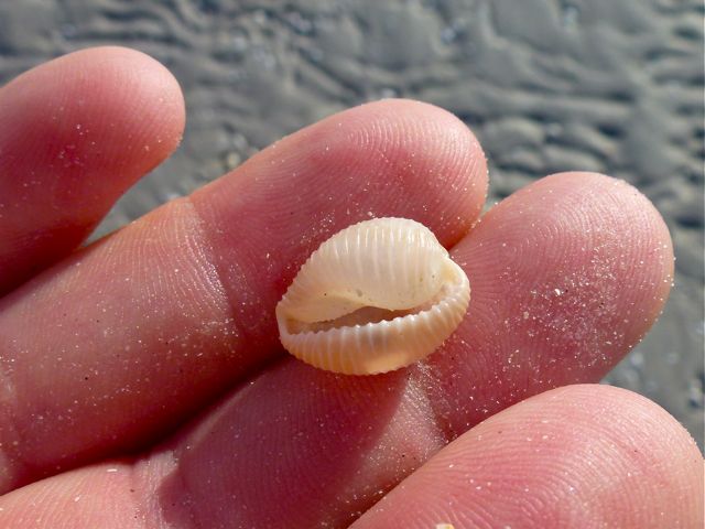 Sanibel Low Tide Golden Sky | I Love Shelling