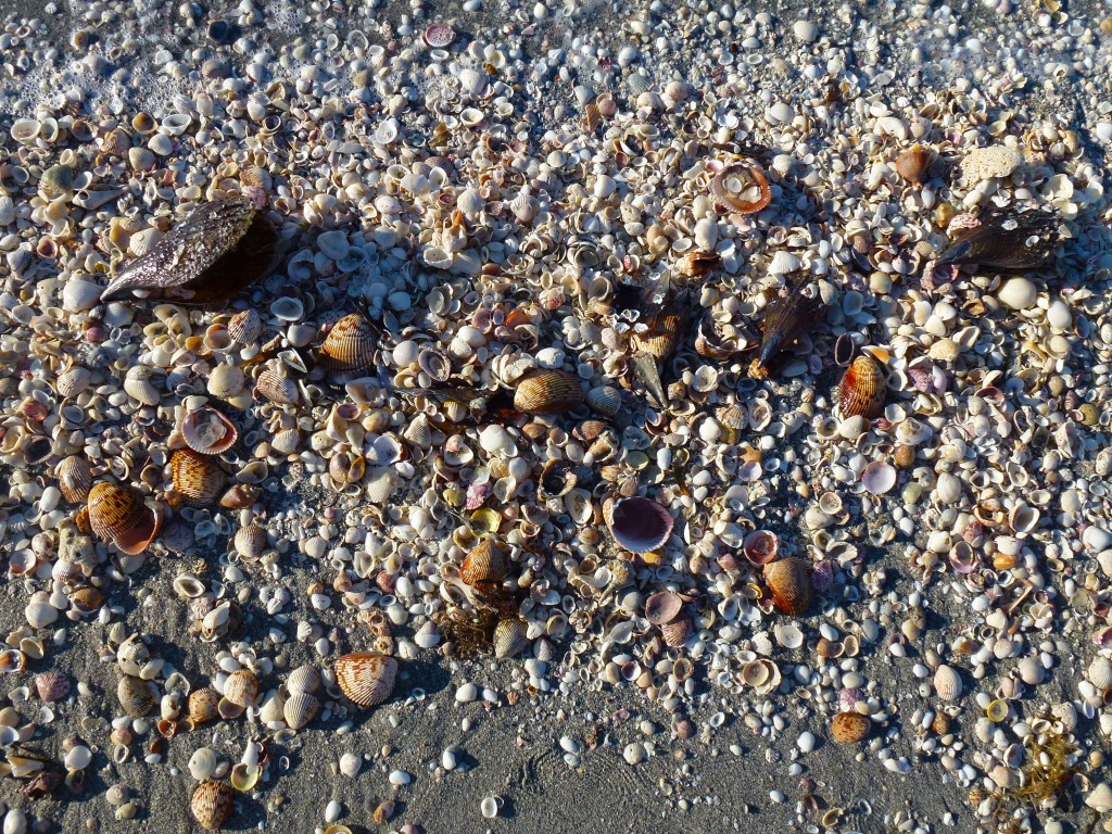 Beach Combing Beauties | I Love Shelling