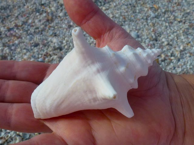 Tam Tam Finds A Queen Conch On Sanibel | I Love Shelling