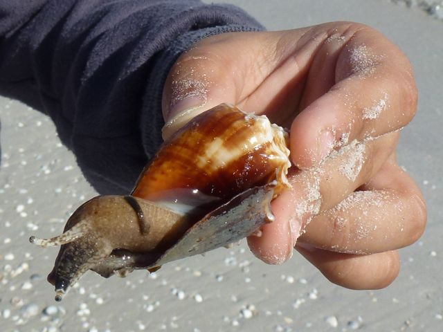 Beach Combing Beauties | I Love Shelling