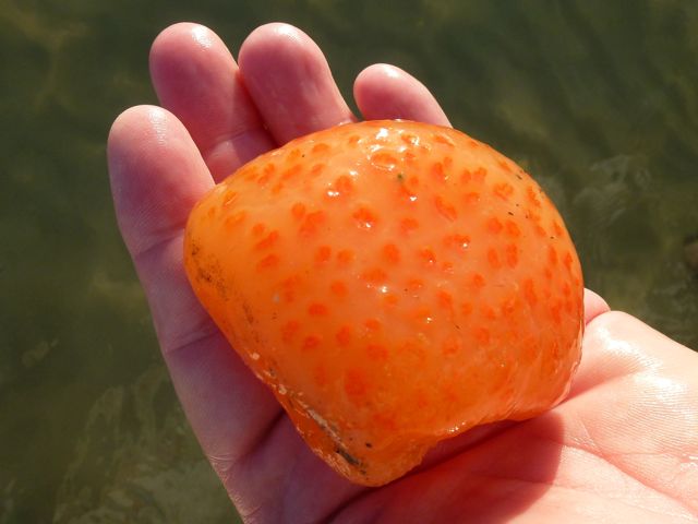 Sanibel Low Tide Golden Sky | I Love Shelling