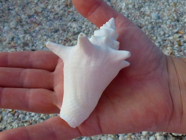 Tam Tam Finds A Queen Conch On Sanibel | I Love Shelling