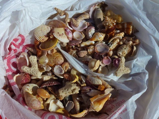 Captiva Rocks With Shells | I Love Shelling