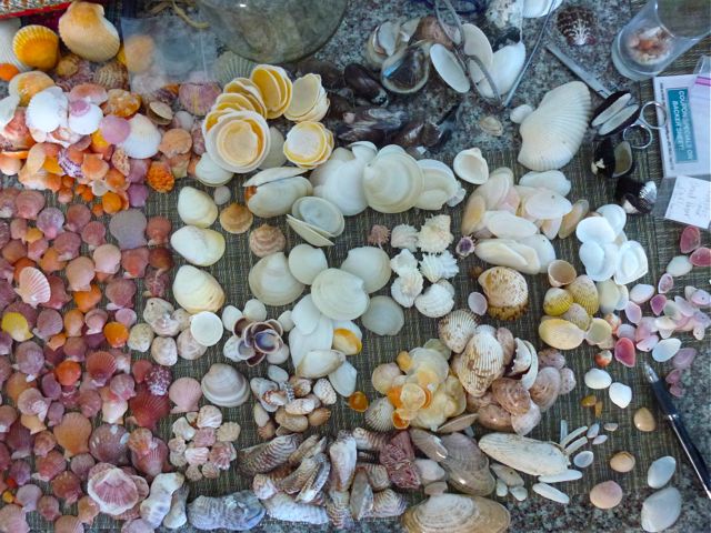 Sorting Seashells For The Holidays | I Love Shelling