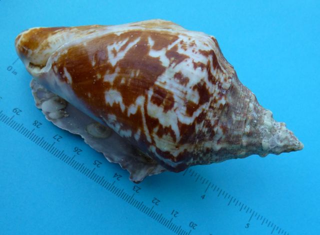 Colorful Juvenile Milk Conch On Sanibel | I Love Shelling