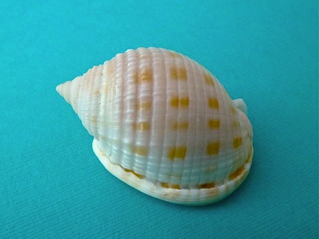Colorful Juvenile Milk Conch On Sanibel | I Love Shelling