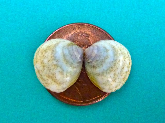 Sunny Side Up Egg Cockles | I Love Shelling