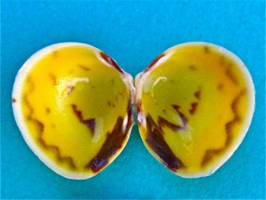 Sunny Side Up Egg Cockles | I Love Shelling