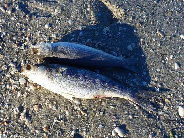 Pretty Perfect Lion’s Paw | I Love Shelling